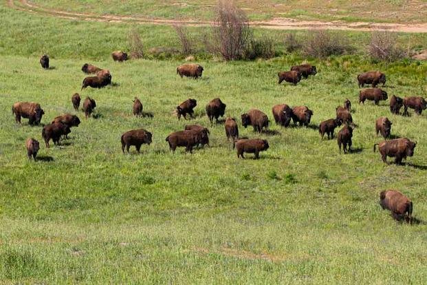 Why the Marine Corps Maintains Its Private Herd of American Bison | Military.com